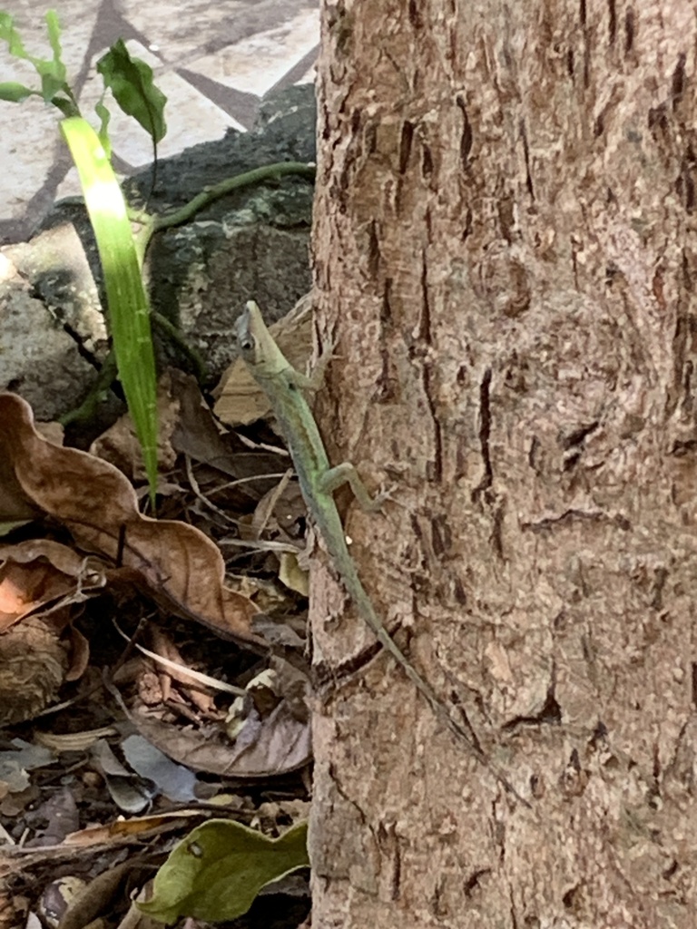 Bronze Anole from Forshaw Street, Georgetown, Dermerara-Mahaica, GY on ...