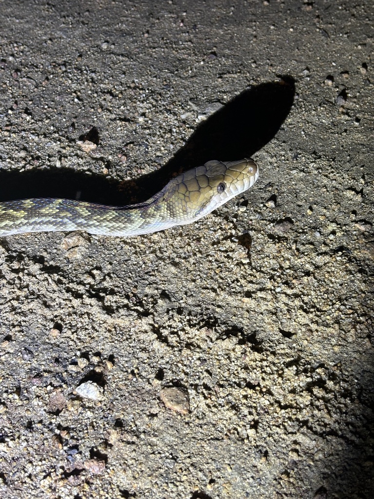Australian Scrub Python from Kutini-Payamu (Iron Range) National Park ...