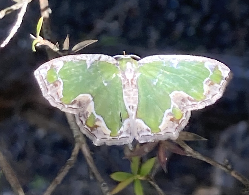 Eucyclodes buprestaria from Balla Balla Ward, Cranbourne South, VIC, AU ...