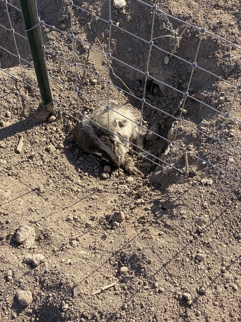 Southwestern American Badger from Ozona, TX, US on February 3, 2024 at ...