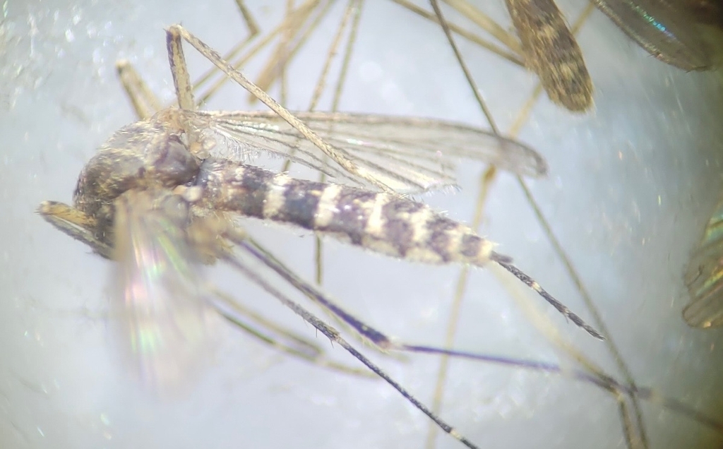 Inland Floodwater Mosquito from Recovery Rd. Bayou Sauvage, New Orleans ...