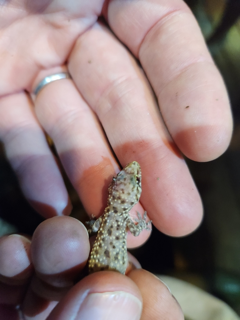 Mediterranean House Gecko from South Baton Rouge, Baton Rouge, LA, USA ...
