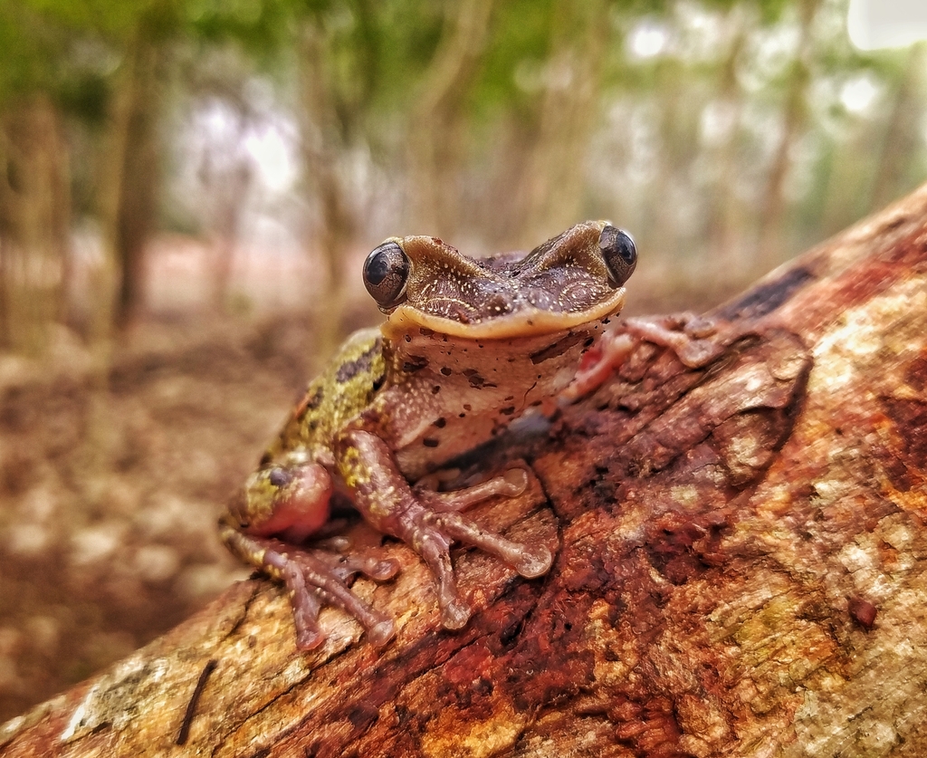 Yucatán Casque-headed Tree Frog from 97375 Yuc., México on November 13 ...