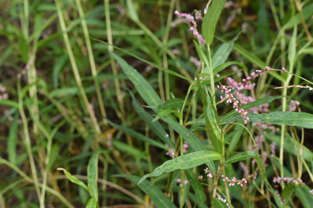 slender knotweed from Wollongong NSW, Australia on January 20, 2024 at ...