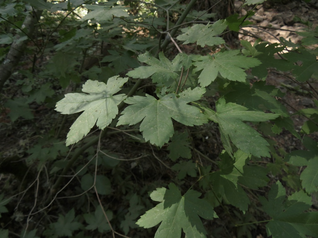 Vine Maple from Shasta County, CA, USA on August 15, 2022 at 12:09 PM ...