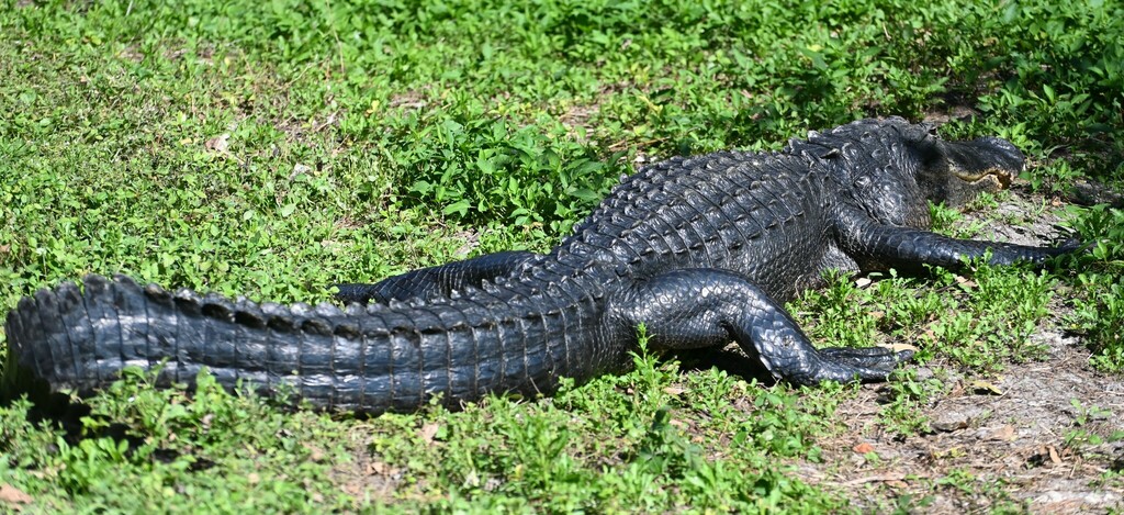 American Alligator from Water Catchment Area, West Palm Beach, FL, USA ...