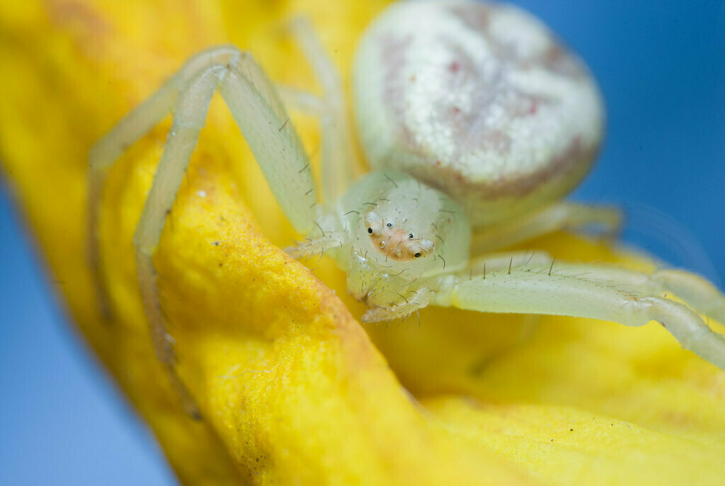 Misumenops (Spiders and mites of bogota) · NaturaLista Colombia