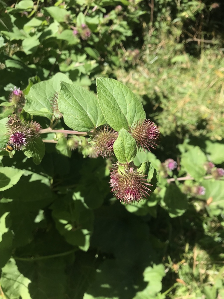 lesser burdock from South Island/Te Waipounamu, Hira, Nelson, NZ on ...