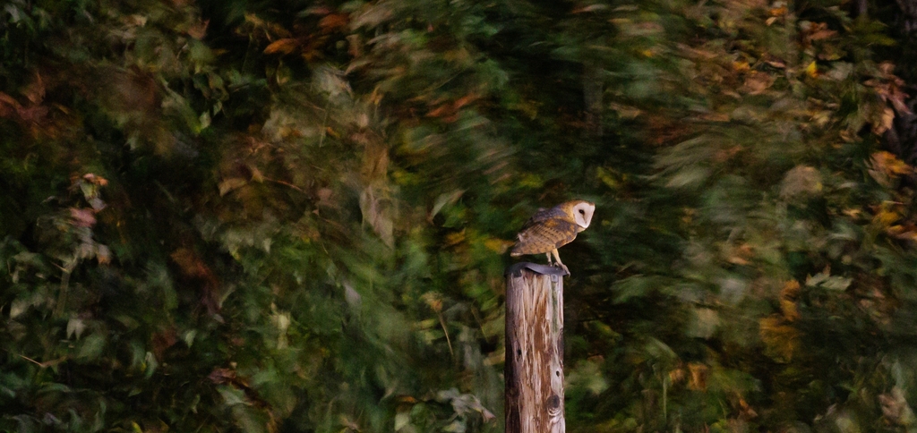 Barn Owl from W Nickerson St & Jesse Ave W, Seattle, WA 98119, USA on ...