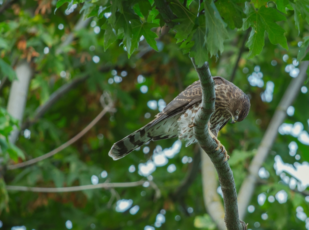 Cooper's Hawk from North Queen Anne, Seattle, WA, USA on August 10 ...
