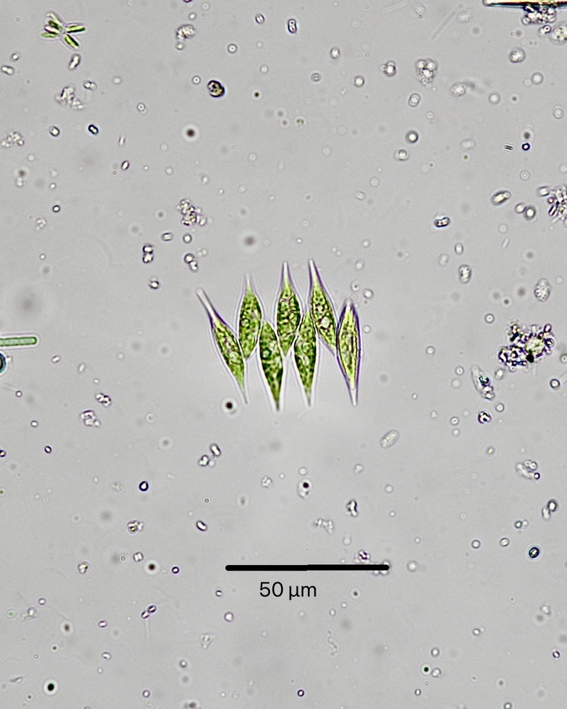 (Pectinodesmus javanensis) - Botanical Realm