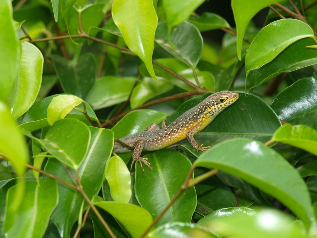 Speckle-lipped Mabuya from Bujumbura, Burundi on February 23, 2012 at ...