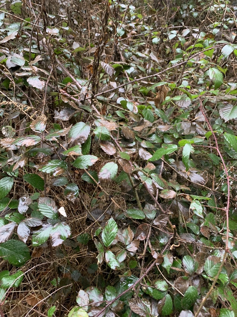 European blackberry complex from Mackenbach, Rhineland-Palatinate, DE ...