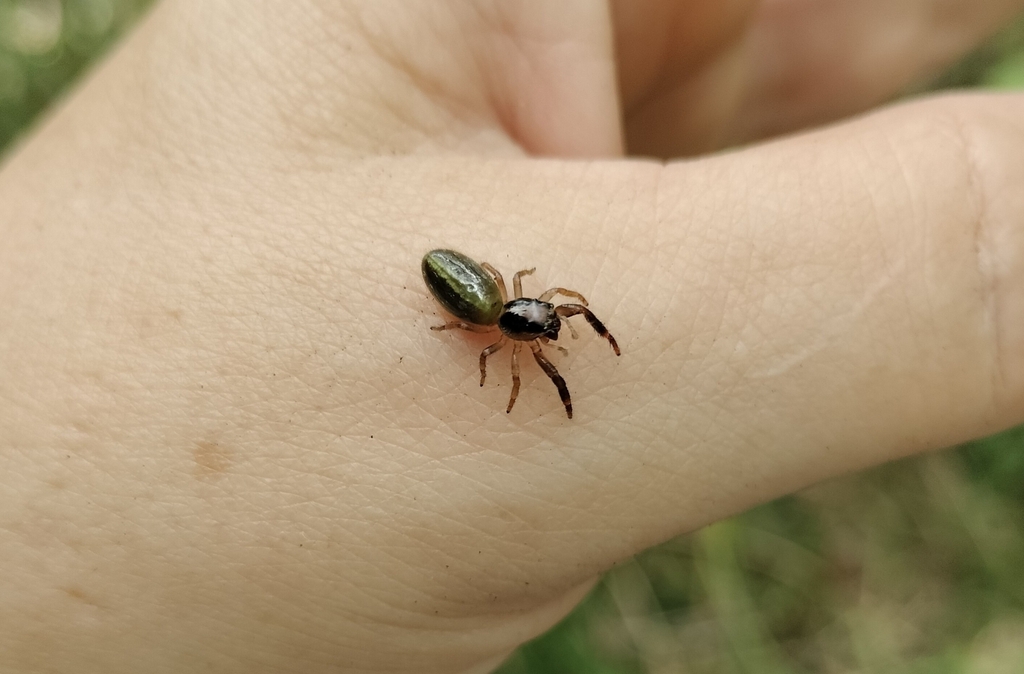 Black-headed Jumping Spider from Kaiwaka, New Zealand on February 4 ...