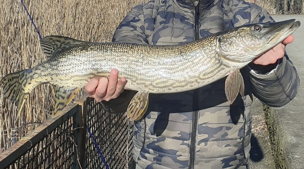 Southern Pike from Lago di Annone on January 20, 2024 at 02:23 PM by ...