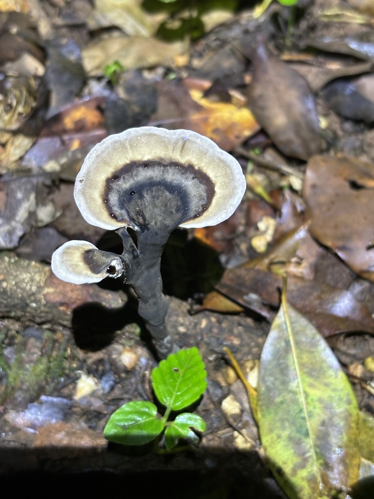 Sanguinoderma rugosum from Kutini-Payamu (Iron Range) National Park ...