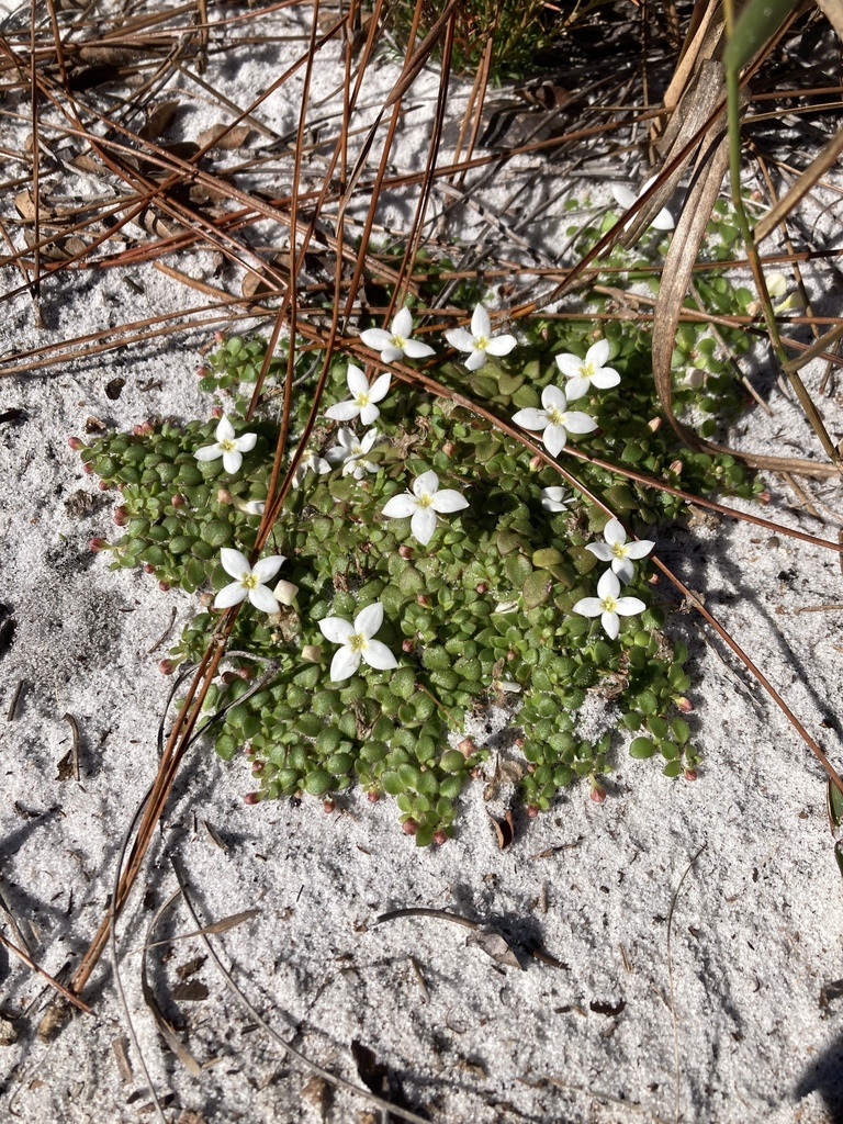 roundleaf bluet from Frostproof, FL, US on January 21, 2024 at 10:48 AM ...
