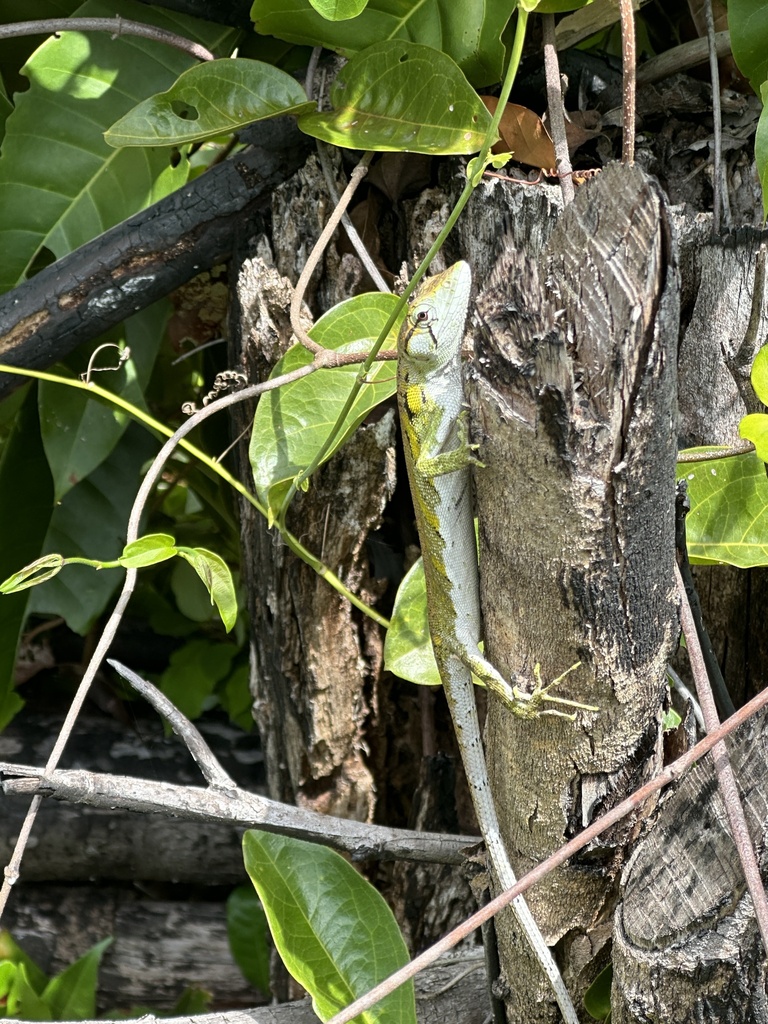 Common Monkey Lizard from Dermerara-Mahaica, GY on February 4, 2024 at ...