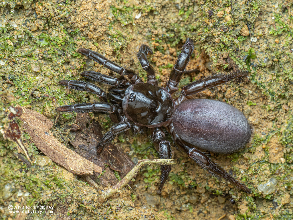 Conothele from Penang Island, Penang, Malaysia on January 22, 2024 at ...