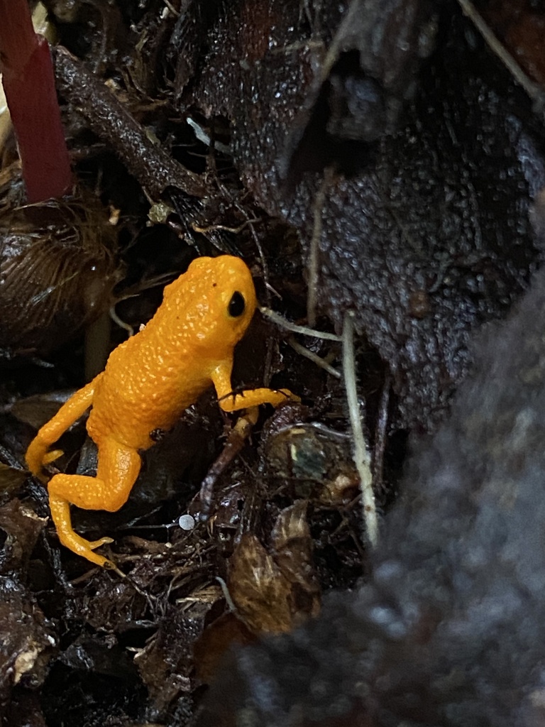 Vargem Alta Flea Toad from Castelo, ES, BR on February 04, 2024 at 08: ...