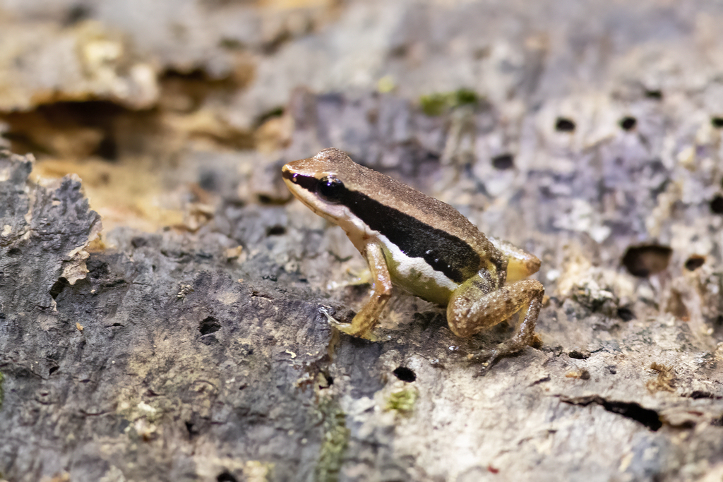 Allobates carajas from Parauapebas - PA, 68515-000, Brasil on February ...