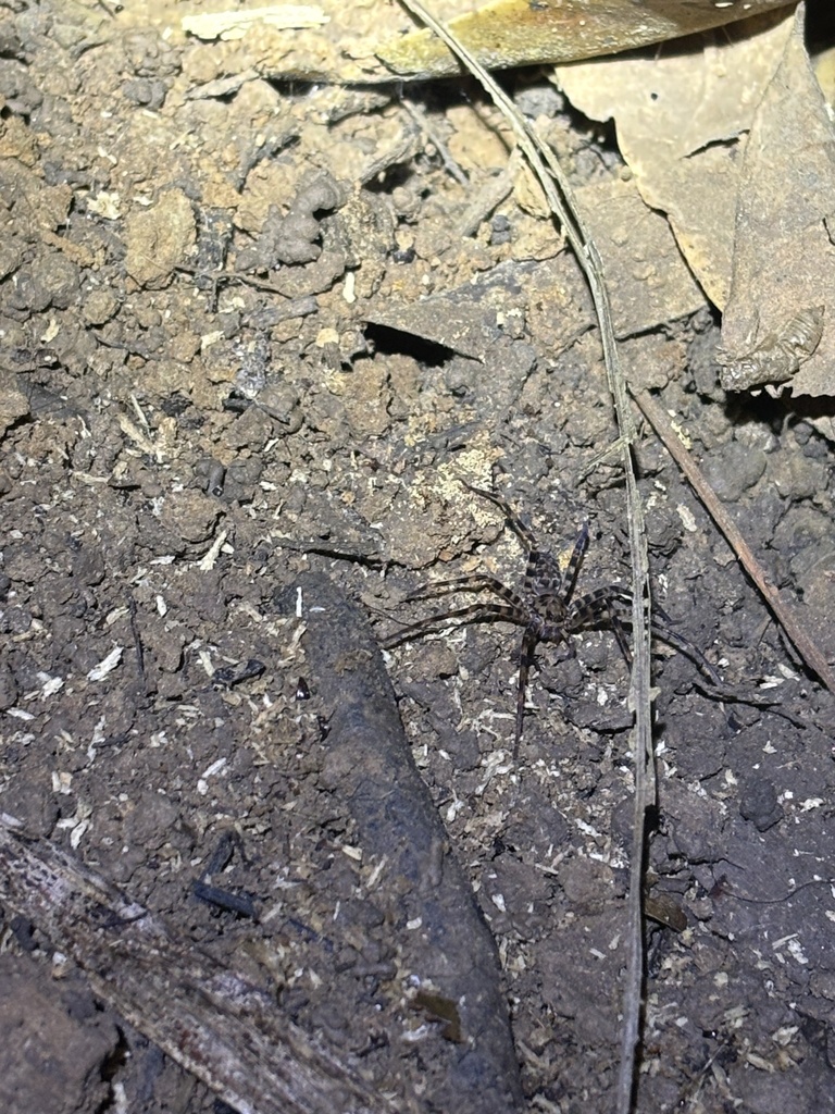 Giant Huntsman Spiders from Kutini-Payamu (Iron Range) National Park ...