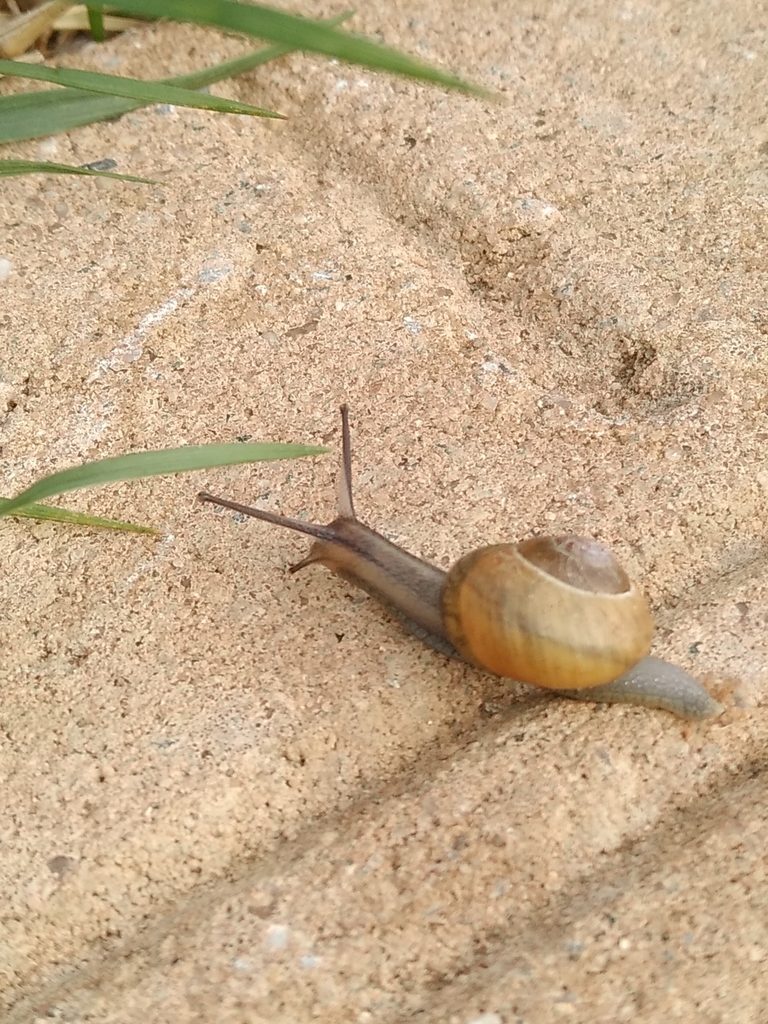 Common Land Snails and Slugs from 238 Shoreland Cir, Old Bridge ...