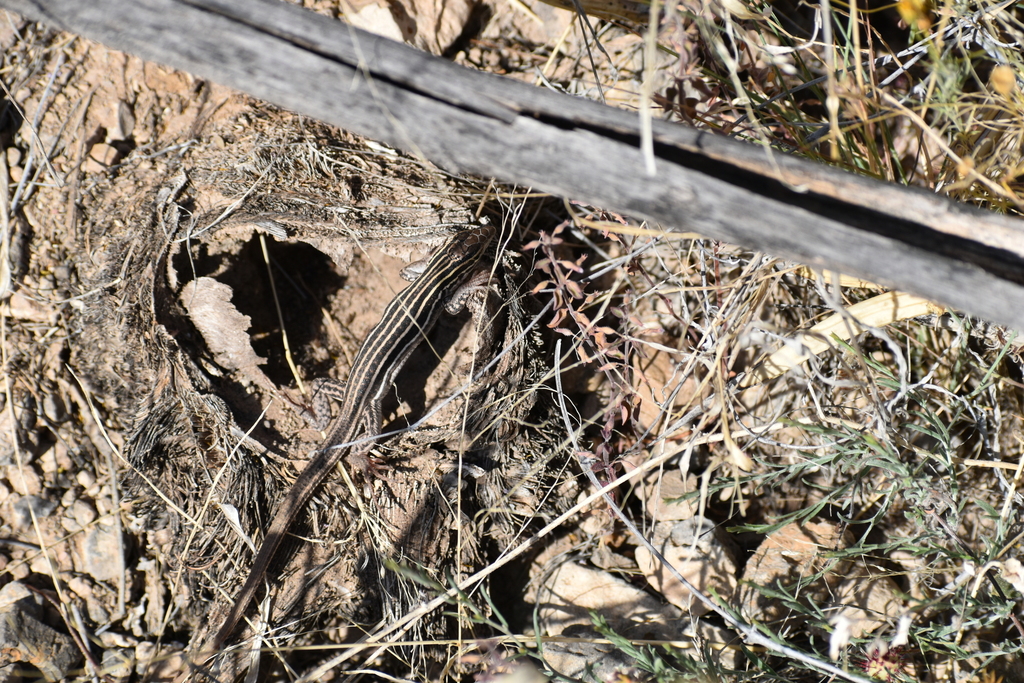 Huico pinto de Chihuahua en mayo 2023 por Marco Garcia · iNaturalist Mexico