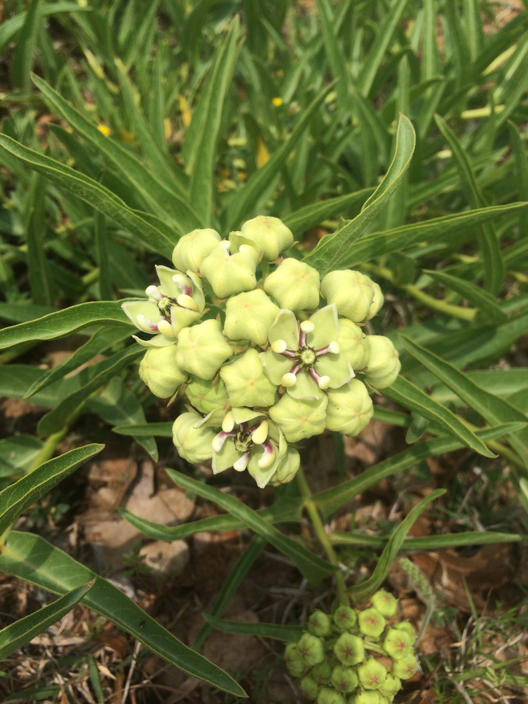Antelopehorns from Fort Cobb State Park Golf Course, Fort Cobb, OK, US ...
