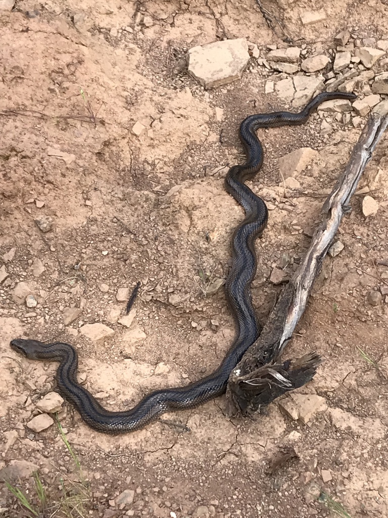 Colubrine Snakes from Azinhal, Azinhal, Algarve, PT on April 9, 2023 at ...