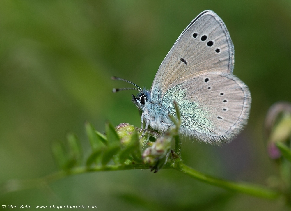 Green-underside Blue from North Aegean Region, Greece on April 25, 2014 ...