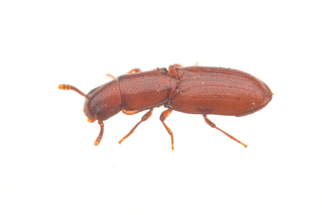 Typhlusechus singularis from Ventura County, CA, USA on January 28 ...