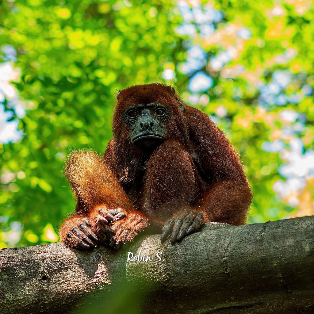 Colombian Red Howler Monkey from Cartagena, Cartagena Province, Bolivar ...
