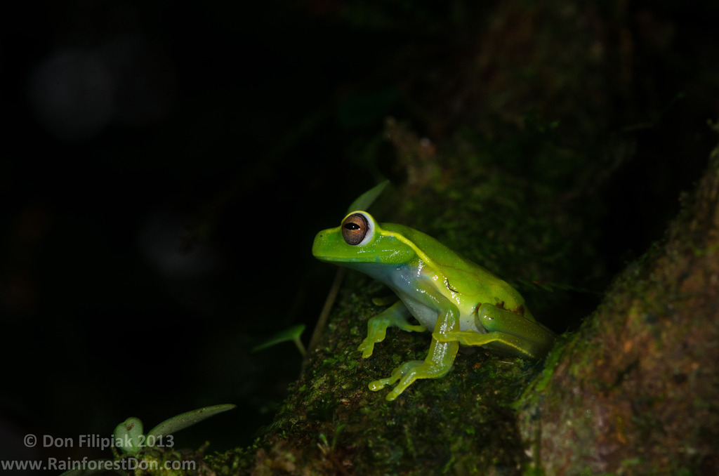 La Loma Tree Frog in May 2013 by Don Filipiak. Adult female · iNaturalist