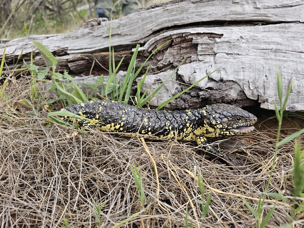 Shingleback Lizard from Monarto SA 5254, Australia on February 5, 2024 ...