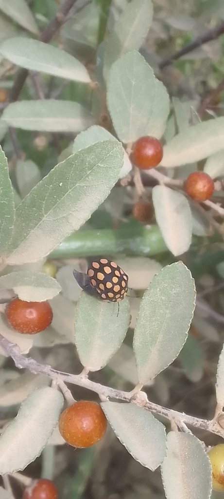 Ladybird bug from Maruleng, South Africa on February 3, 2024 at 08:10 ...