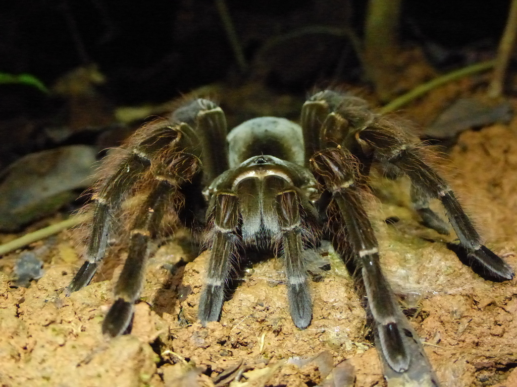 Goliath Birdeater in March 2017 by Julien B. · iNaturalist