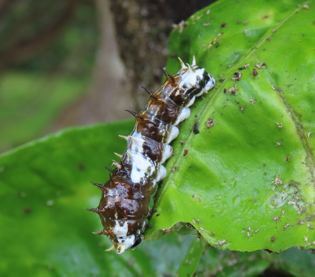 Orchard Swallowtail from Wallaga Lake NSW 2546, Australia on February 4 ...