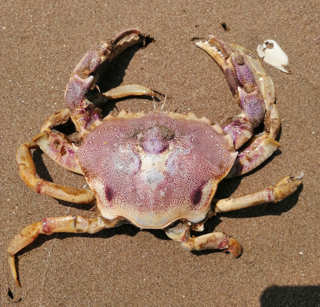 Rowing Crab from La Serena, Coquimbo, Chile on February 3, 2024 at 12: ...