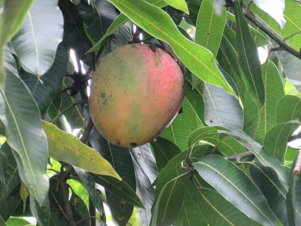 Indian mango from Vale do Sol, Bom Jesus dos Perdões - SP, Brasil on ...
