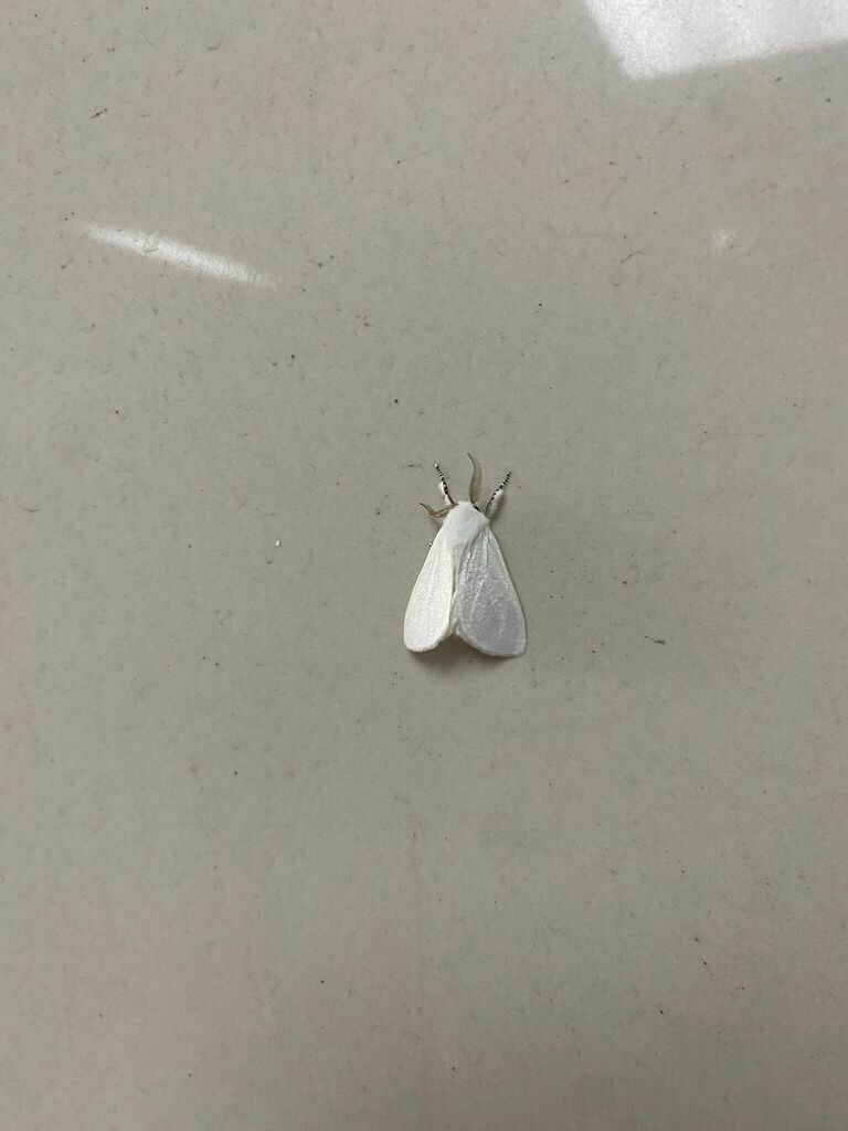 Leucoma candida from 中国浙江省杭州市拱墅区 on October 15, 2021 at 10:07 PM by ...