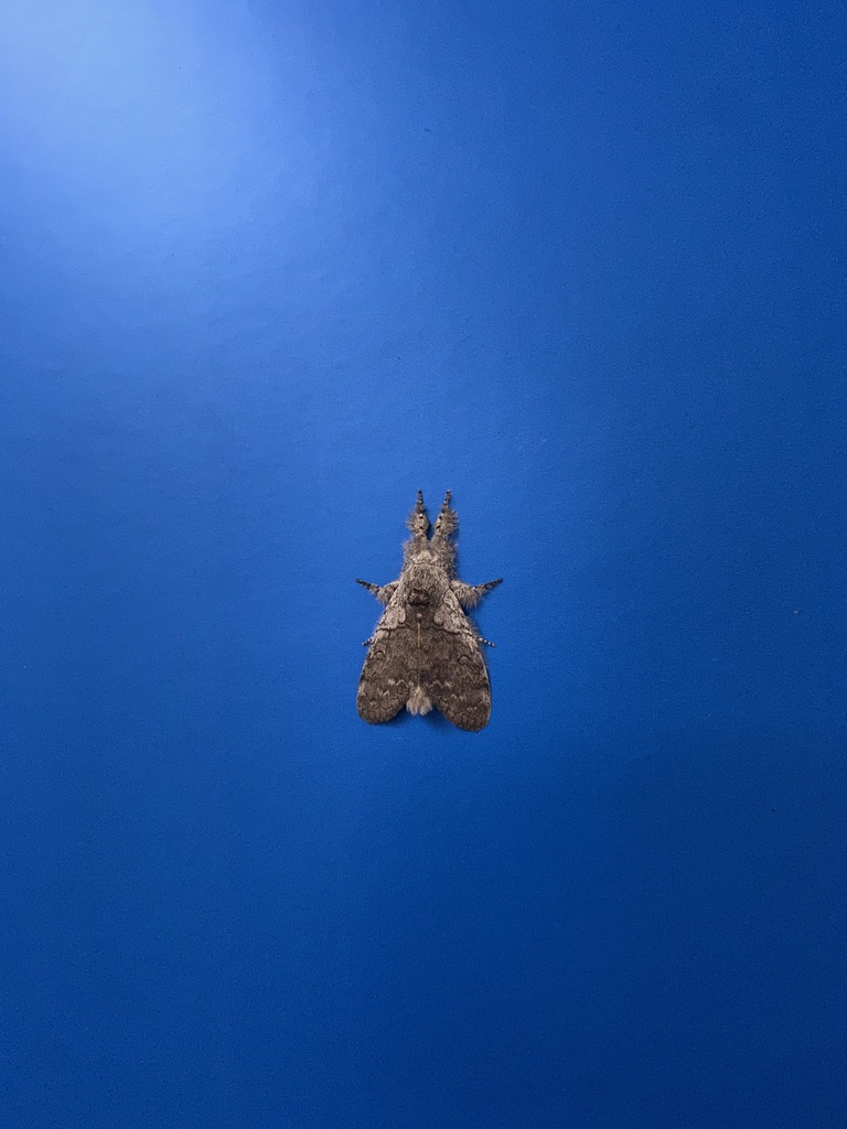 Grote's Tussock Moth from 中国浙江省杭州市拱墅区 on June 23, 2022 at 11:57 AM by ...