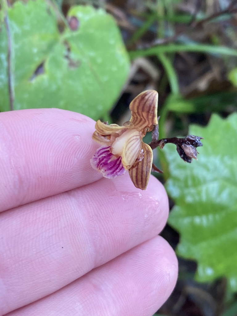 crested coralroot orchid in August 2023 by Joey Thompson. grassy cedar ...