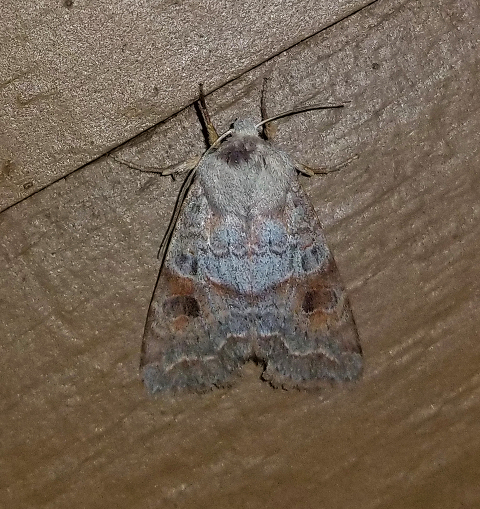 Speckled Green Fruitworm Moth from Fentress County, TN, USA on April 05 ...