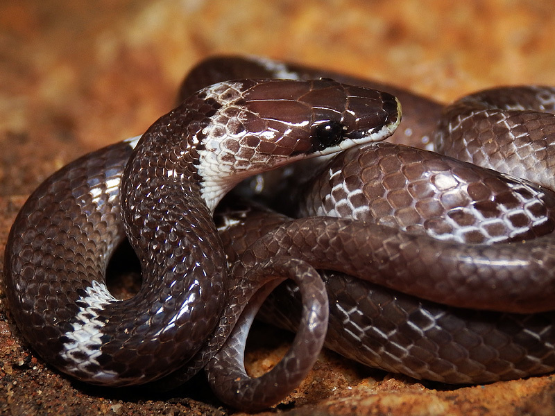 Indian Wolf Snake in January 2017 by Carol Kwok. 白環蛇 Common Wolf Snake ...