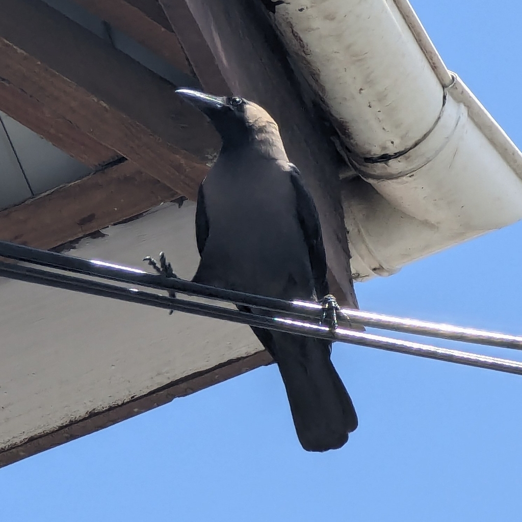 House Crow from R5PP+9VQ, Zanzibar, Tanzania on February 4, 2024 at 11: ...