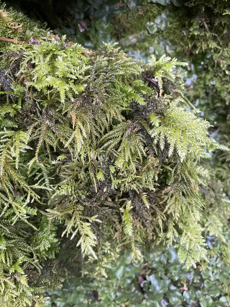 Fox-tail Feather-moss from North Devon AONB, UK on February 5, 2024 at ...