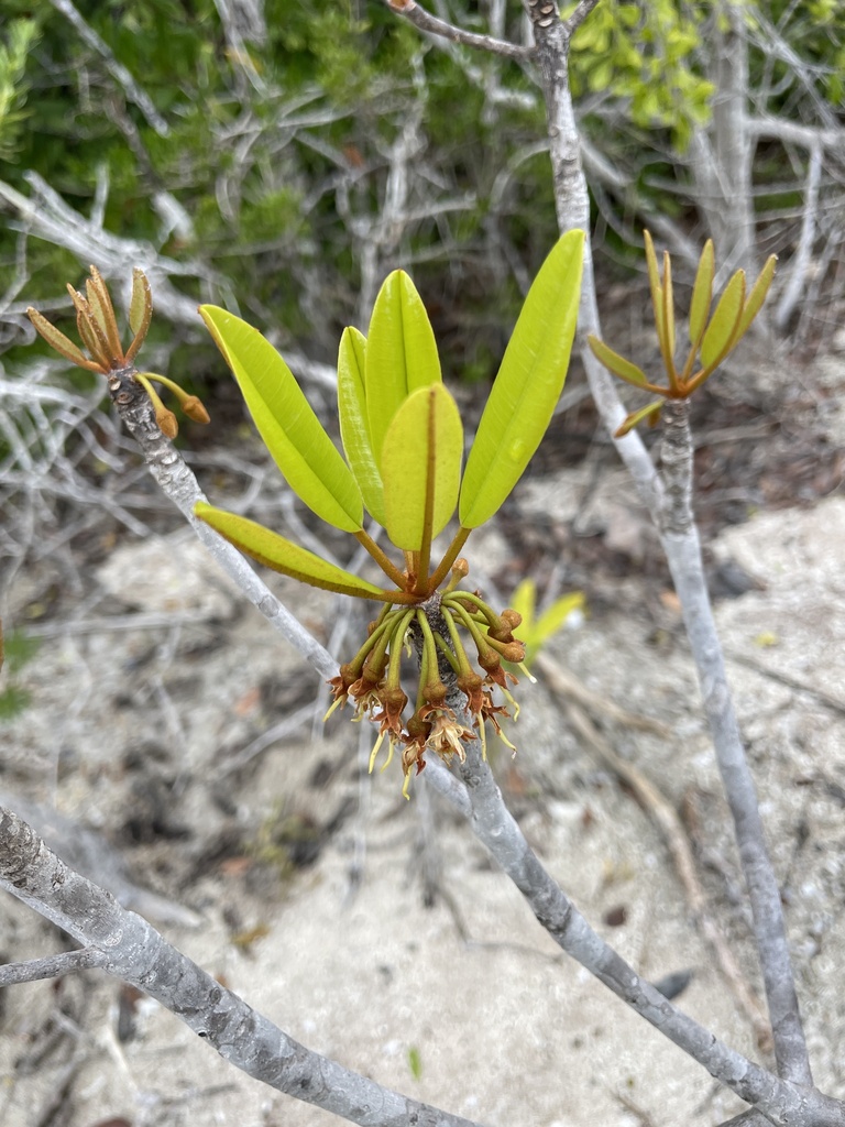 Wild Dilly from Gulf of Mexico, FL, US on February 5, 2024 at 01:43 PM ...