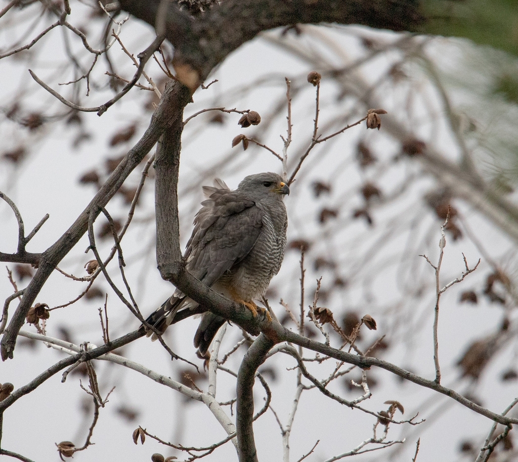 Gray Hawk from Hurricane, UT 84737, USA on February 4, 2024 at 05:11 PM ...