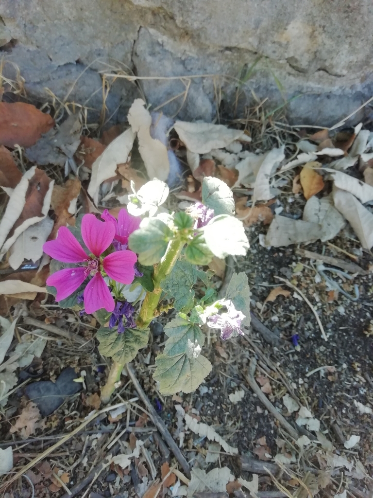 Common Mallow from Manzana 015, Los Remedios, 53400 Naucalpan de Juárez ...